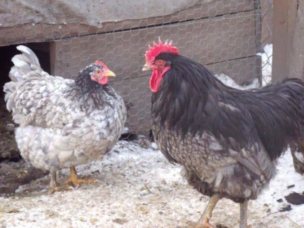 Where to buy Chicks in Portland | Burns Feed Store