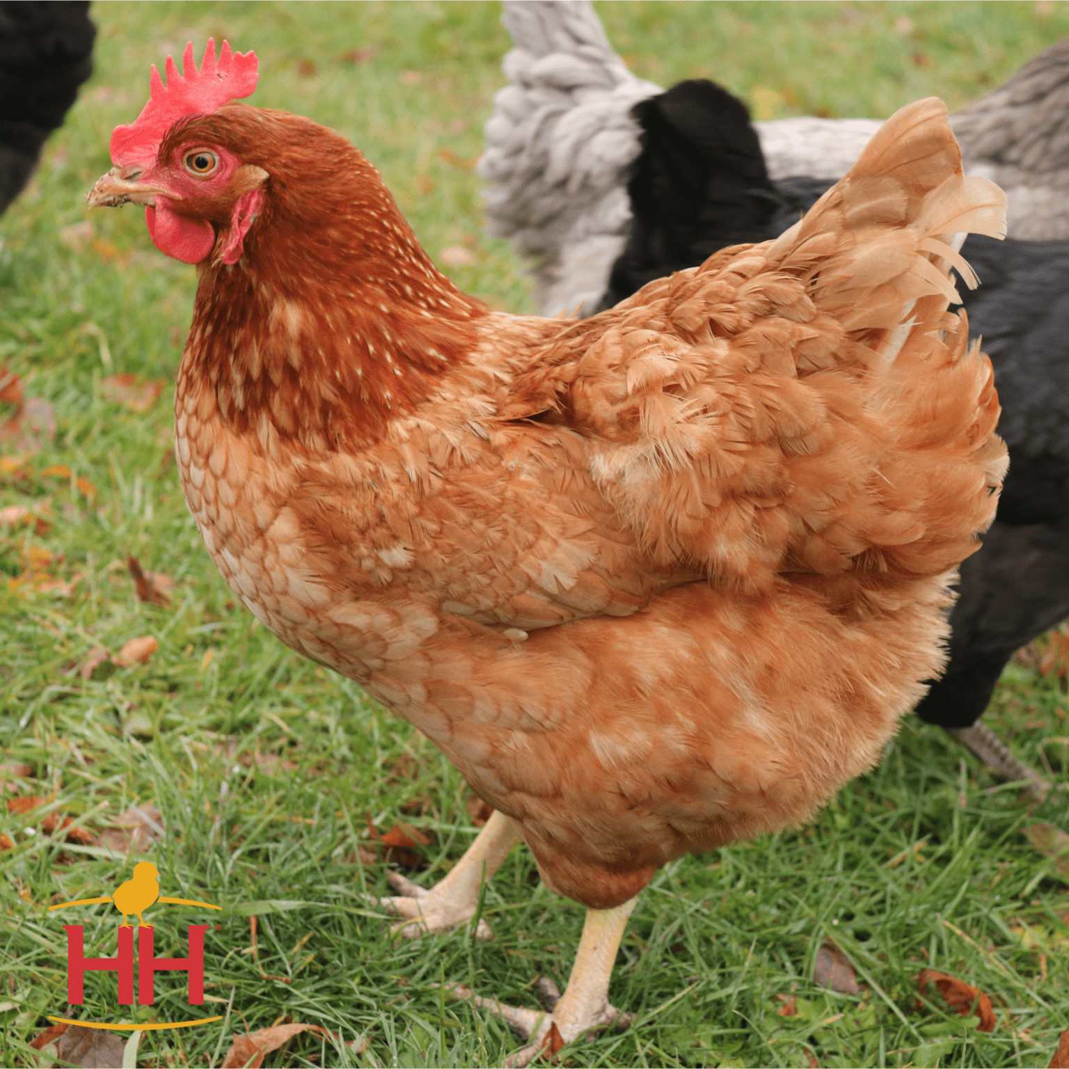 Where to buy Chicks in Portland | Burns Feed Store